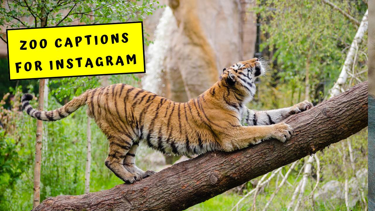 100+ Best Zoo Captions For Instagram