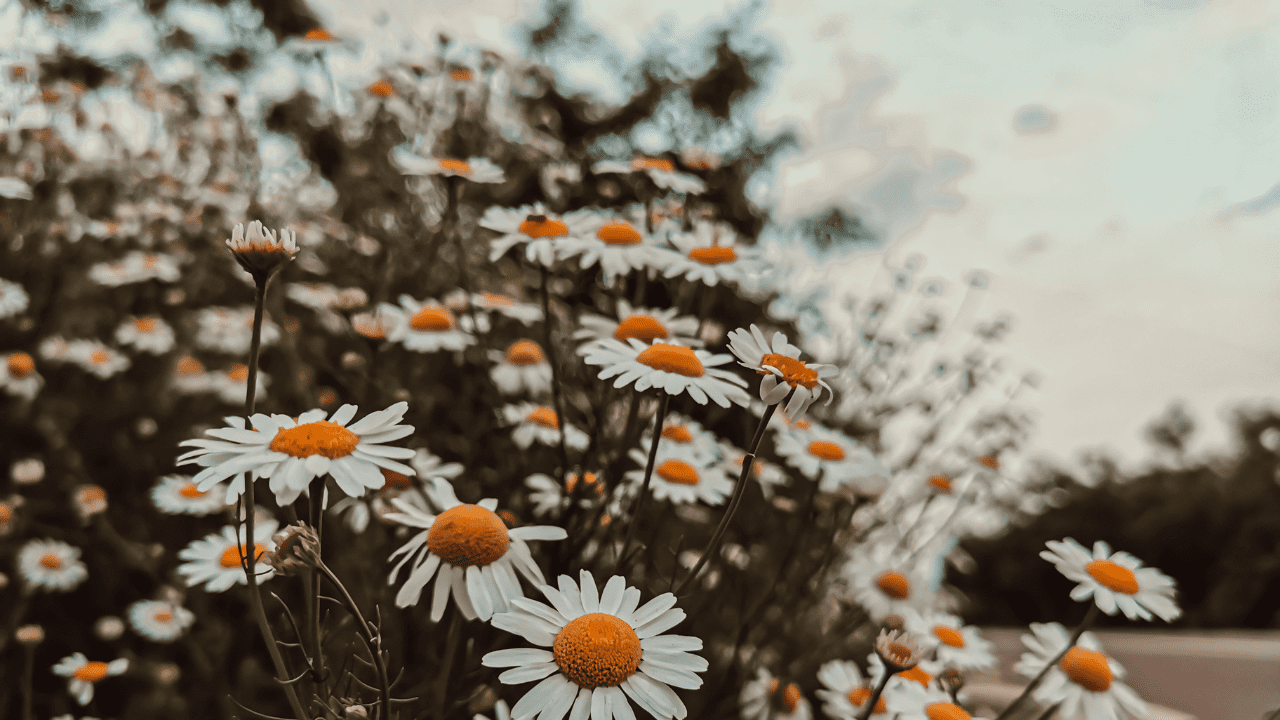 150+ Flower Captions for Instagram: Best Blossom